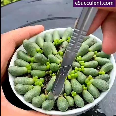 How To Propagate Your Succulents Successfully Artofit