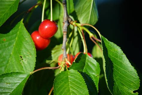 무료 이미지 체리 나무 자연 과일 꽃 피는 식물 잎 우디 식물 식품 과수 팥 버펄로 베리 생기게 하다 아세로라 가족 6000x4000