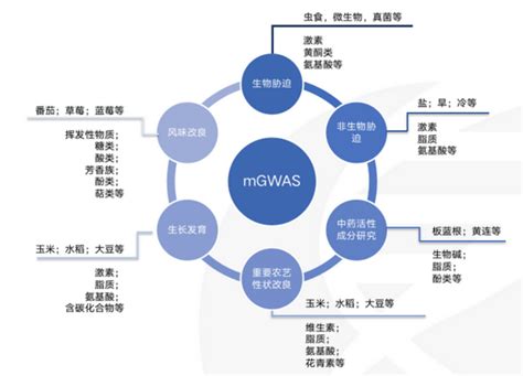 一文带你了解mgwas在植物领域的经典研究思路！ 知乎