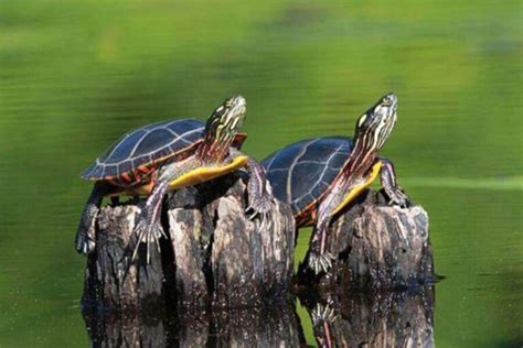 Male Vs Female Painted Turtle How To Tell The Difference