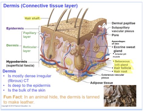 Exam Ii Ch 5 The Skin Appendages Hair Hair Follicles Flashcards Quizlet