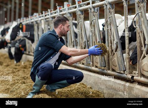 man feeding cows with hay in cowshed on dairy farm Stock Photo - Alamy