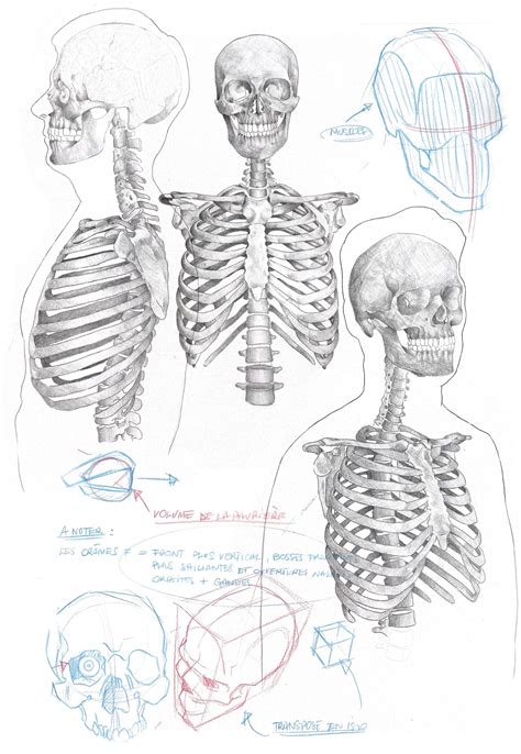 Artstation Anatomy Sketches