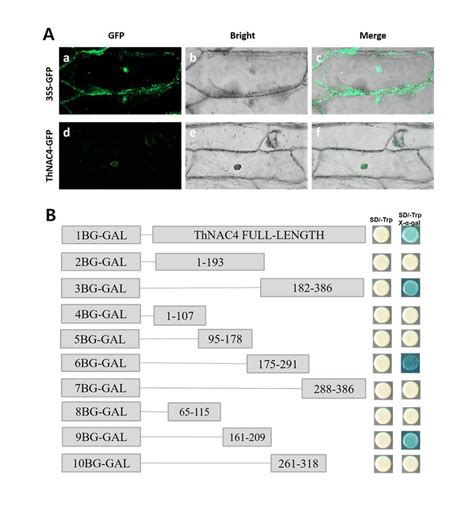 Subcellular Localization And Transcriptional Activation Of Thnac4 A