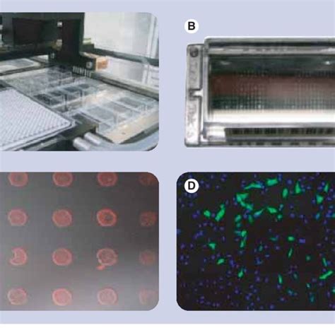 Cell Microarrays A Numerous Cell Arrays Can Be Produced From A Download Scientific Diagram