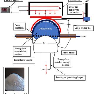 Bra Cup Volume Versus Bra Size Download Scientific Diagram