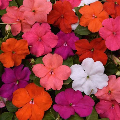 Impatiens Seeds Beacon Mix Flower Seeds In Packets And Bulk Eden