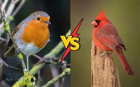 Robin Vs Cardinal Key Differences In Sounds Eggs And Behavior