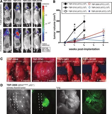 Thyroid Tumors Form Within One Week Of Orthotopic Implantation Of Ptc Download Scientific