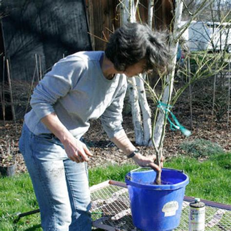 Root Pruning Essence Of The Tree