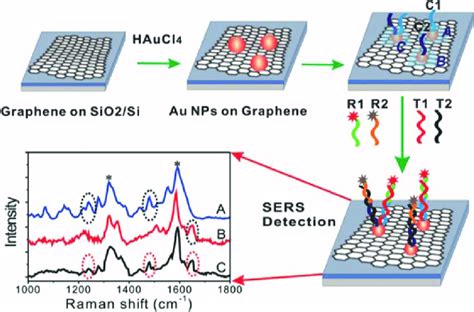 Graphene−aunp Based Sers Platform For Multiplex Dna Detection The
