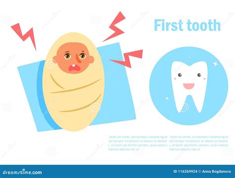 First Tooth Vector Cartoon Stock Vector Illustration Of Healthy