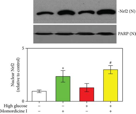 Momordicine I Increases Nrf2 Translocation And Ho 1 Protein Expression Download Scientific