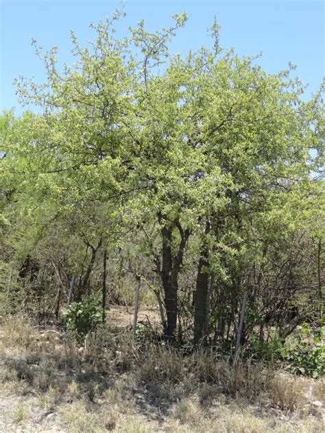 Mistol Ziziphus Mistol árbol De Llanura Semiárida Chaqueña