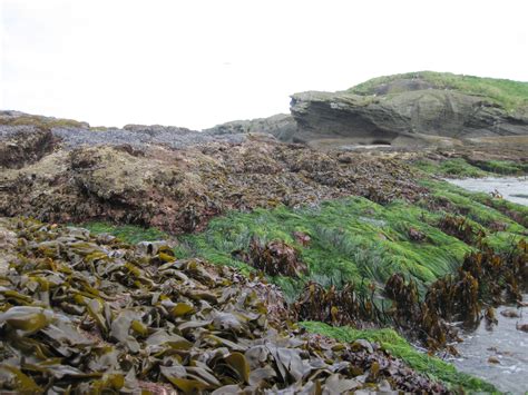 Marine Ecology Journal Of Ecology