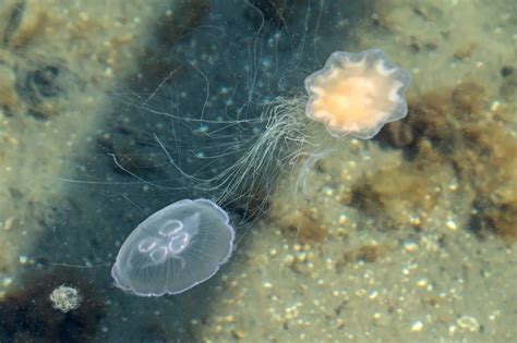 Lions Mane Jellyfish Facts Diet Habitat And Pictures On Animaliabio