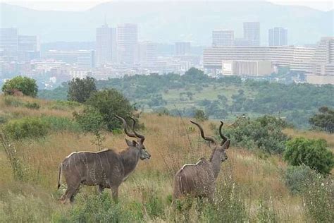 Half Day E Biking With Wildlife Watching In Pretoria