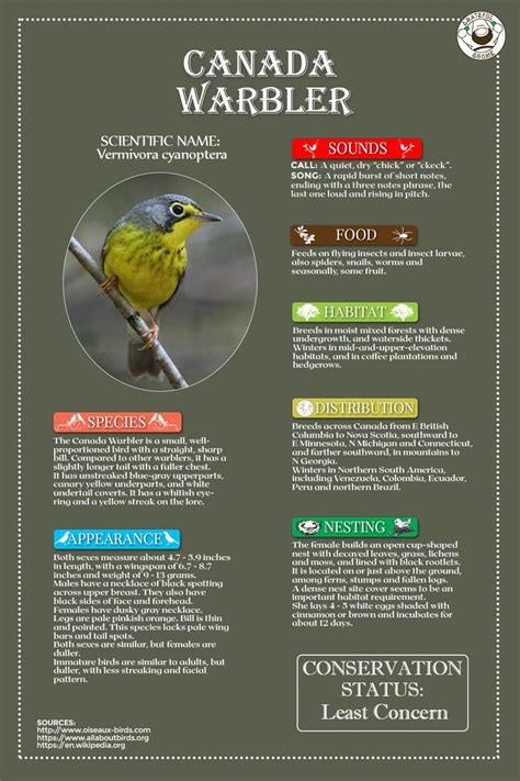 Canada Warbler A Beautiful Boreal Songbird