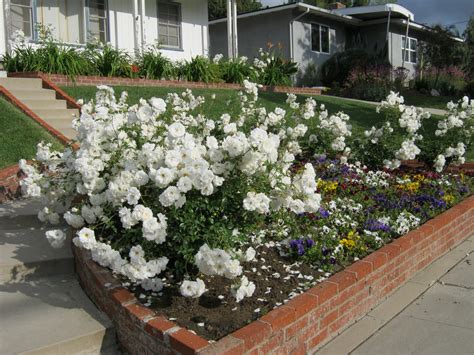 What Grows In Fullerton Rosa Iceberg
