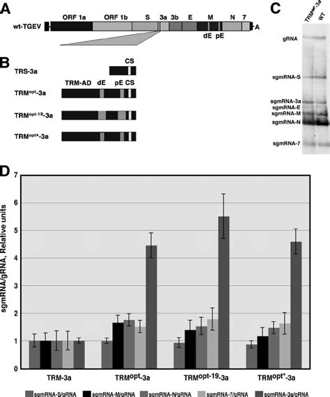 transcriptional activation of the 3a gene by the optimized
