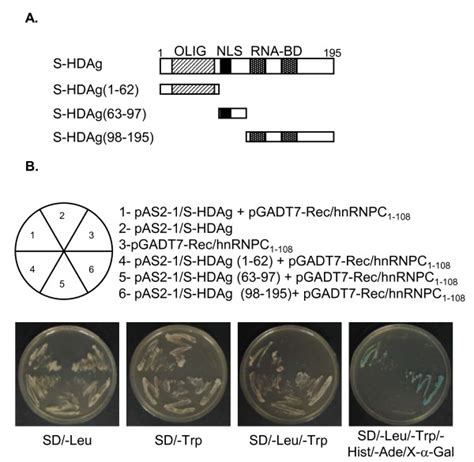 Identification Of S Hdag Domains Involved In The S Hdaghnrnpc Download Scientific Diagram