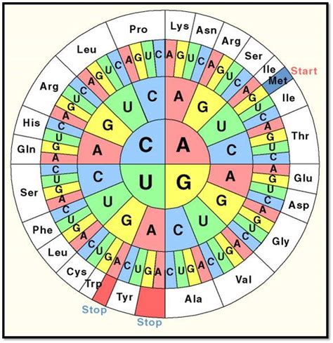 Materi Sintesis Protein Id