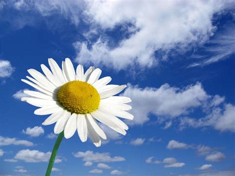 Daisy By Sculpted1 On Deviantart Blue Sky Daisy Image Daisy In The