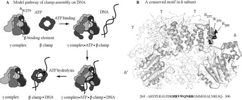 γ Complex Clamp Loader Structure And Function A Minimal Steps In The Download Scientific