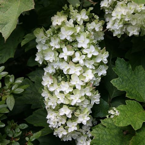 Buy Oak Leaved Hydrangea Hydrangea Quercifolia Snowflake Brido