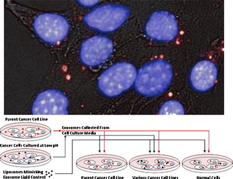 Examination Of The Specificity Of Tumor Cell Derived Exosomes Exosome Rna