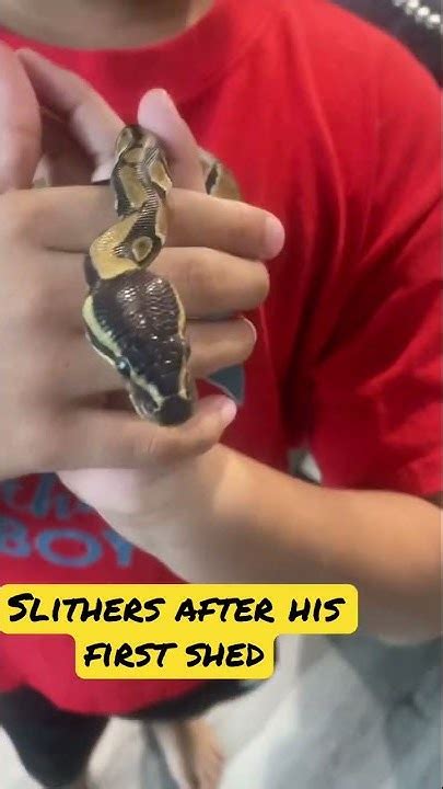 Slithers 1st Shed Youtube