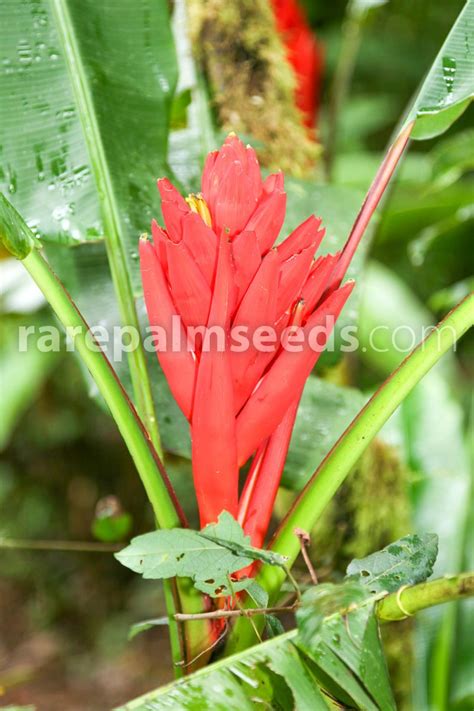 musa coccinea red torch banana buy seeds at