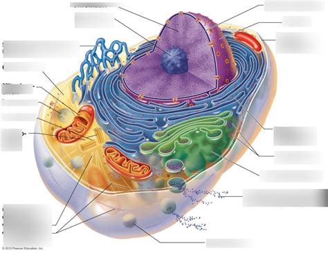 Diagram Of Lecture 2 Cellular Organisation Of The Body Quizlet
