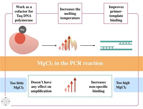 What Is Pcr Buffer At Martha Cannon Blog