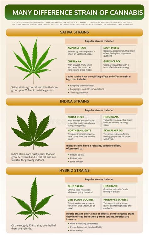 Many Different Strains Of Cannabis Vertical Textbook Infographic Complete Stock Illustration