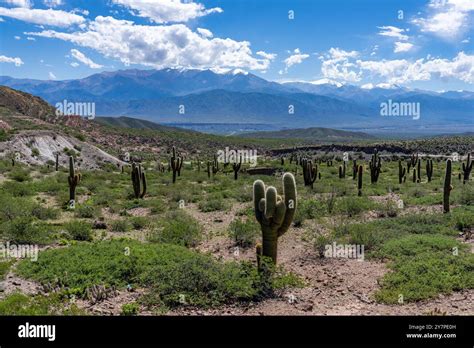 Cardon Grande Cactus Leucostele Terscheckii And The Snow Capped Nevado De Cachi In The