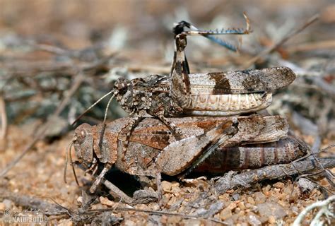 Blue Winged Grasshopper Photos Blue Winged Grasshopper Images Nature Wildlife Pictures