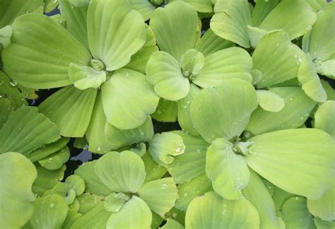 What Is Duckweed What Are Duckweed Benefits For Humans Vinatura