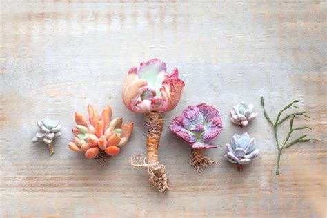 How To Plant Succulent Cuttings Kellogg Garden Organics™