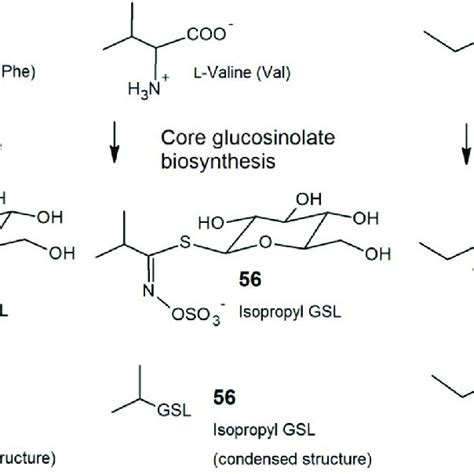 Pdf Glucosinolate Structural Diversity Identification Chemical Synthesis And Metabolism In