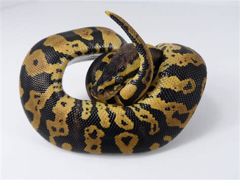 Lemon Drop Morph List World Of Ball Pythons