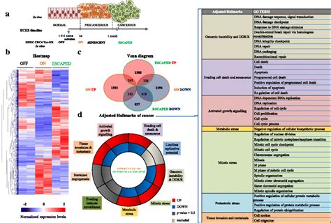 Transcriptome Analysis Of Hbec Cdc6 Tet On Cellular System A Timeline Download Scientific
