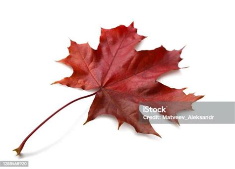 그림자가 있는 흰색 배경에 고립된 가을 단풍 나무 잎 흰색에 그림자없이 격리를위한 길을 클리핑 10월에 대한 스톡 사진 및 기타 이미지 Istock