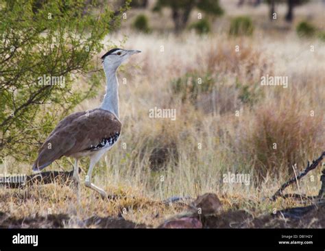 Australian Bustard Ardeotis Australis In Grassland Western