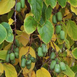 Саженцы Актинидия аргута Джамбо (женская) (Actinidia arguta Jumbo ...