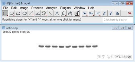 Western Blot （wb）条带灰度值测量从原理到实践 知乎
