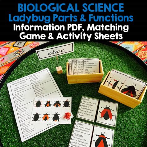 Parts And Functions Of A Ladybug Info Pdf Matching Game And Activity Sheets