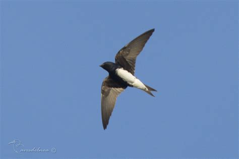 Caribbean Martin Progne Dominicensis Avian Discovery