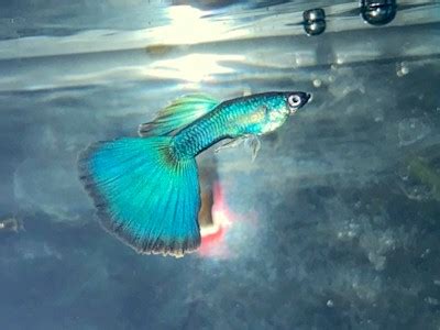 Exotic Colorful And Unique Meet The Rare Guppy Breeds You Never Knew