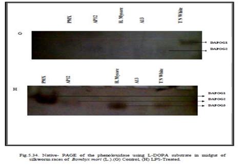 Native Page Of The Phenoloxidase Using L Dopa Substrate In Midgut Of